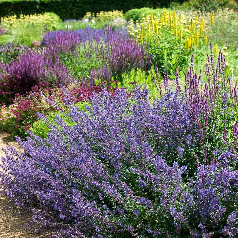 Walker's Low Nepeta, Catmint | High Country Gardens