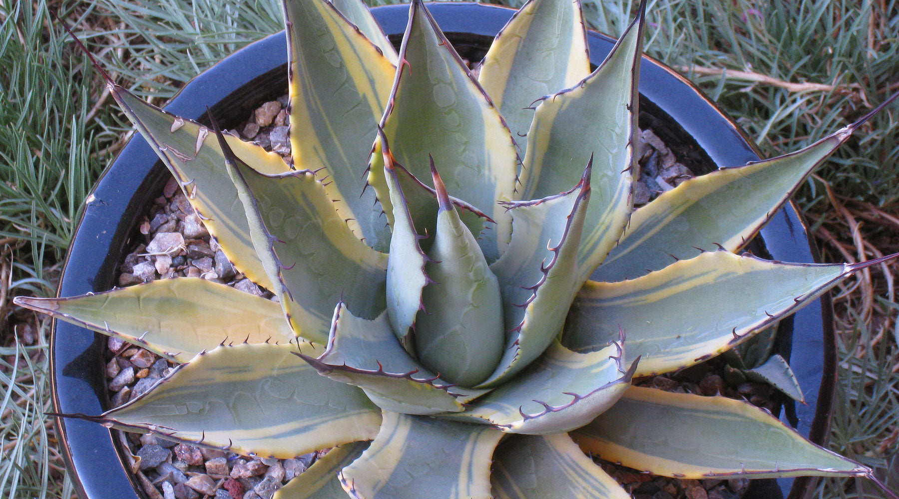 Cold Hardy Agave: Living Sculptures for your Garden