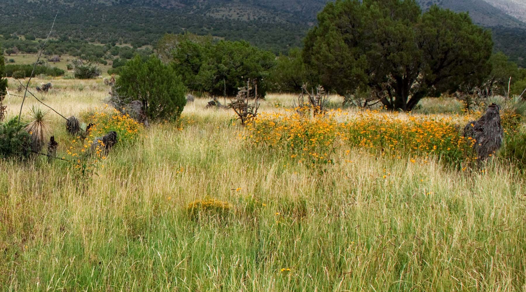 Planting Native Grass Seed Mixes for Prairie and Meadow Restoration ...