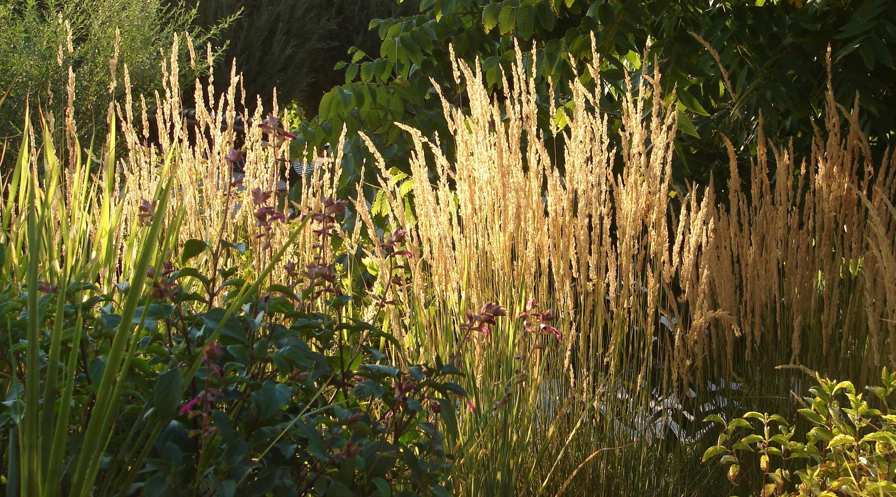Enjoying the Tall Grasses of Late Summer and Fall | High Country Gardens