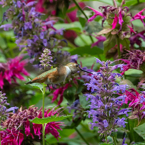Natural Nectar Plants for Pollinators | Drought-Tolerant Varieties
