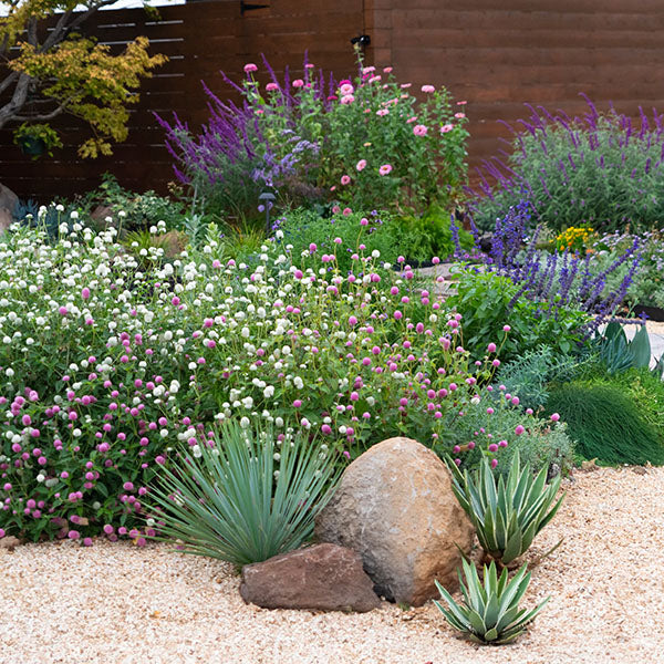 Plant Finder - Plant & Flower Selection Guide | High Country Gardens