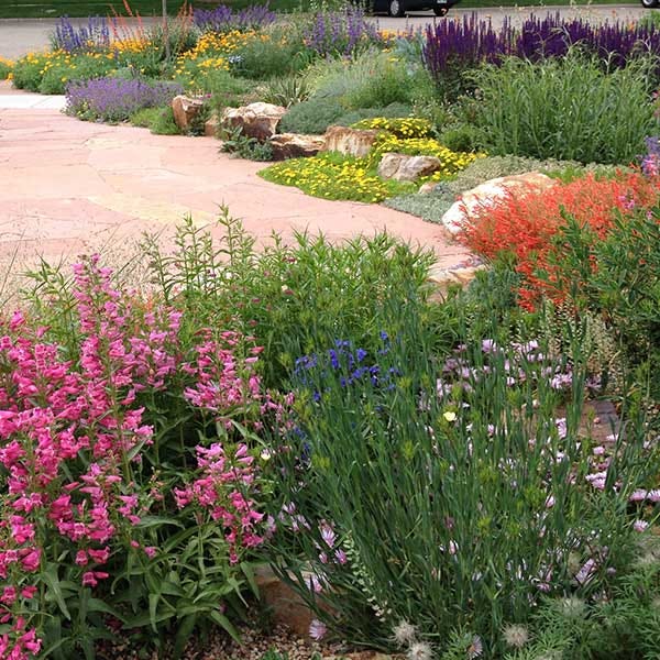Perennial Plants - Shop Perennial Flowers | High Country Gardens