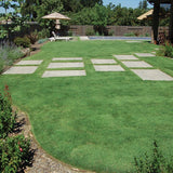 Low Work & Water Dwarf Fescue Grass Seed, Low Water Lawns | High ...