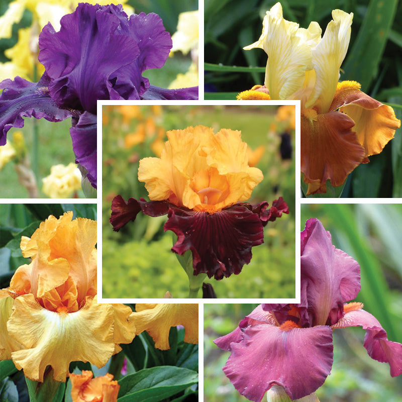 Desert Sky Bearded Iris Collection, Iris germanica | High Country Gardens