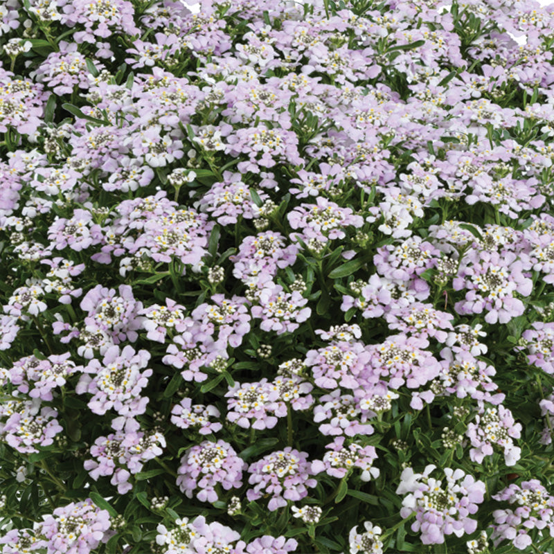 First Flush™ Lavender Candytuft | Long-Blooming, Fragrant Groundcover