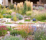 Helictotrichon sempervirens, Blue Avena Grass | High Country Gardens
