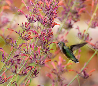 Desert Willow: A Colorful, Habitat-Friendly Native Tree| High Country ...