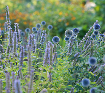 Pre-Planned Gardens | Waterwise “Garden-in-a-Box” Kits