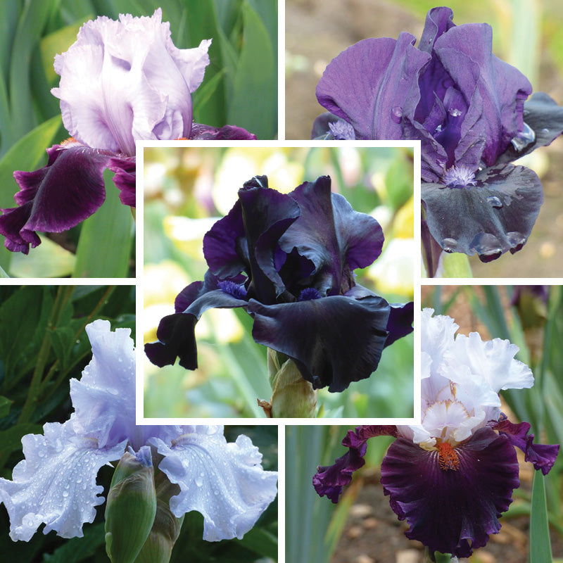 Mountain Shadows Bearded Iris Collection, Iris germanica | High Country Gardens