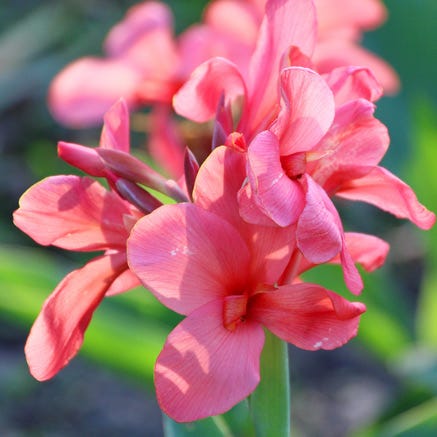 Erysistible™ Tricolor Wallflower | Colorful, Fragrant Blooms