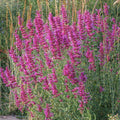 Ava's Hummingbird Mint, Agastache Ava Plant | High Country Gardens