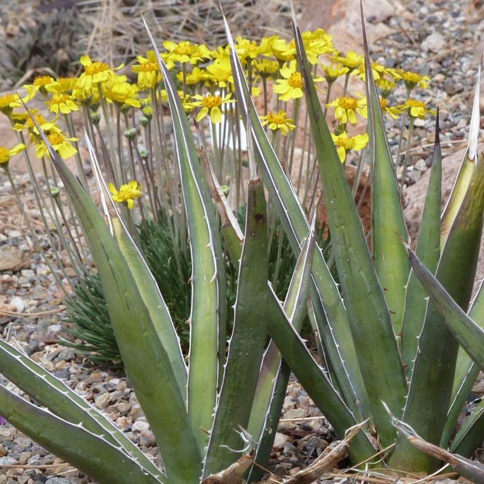 Agave lechugilla Glass Mountains, Shin Dagger Century Plant | High ...