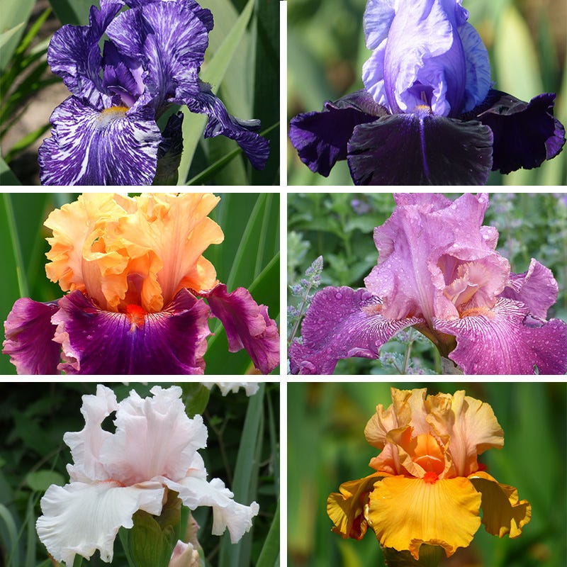 Alpenglow Bearded Iris Collection, Iris germanica | High Country Gardens