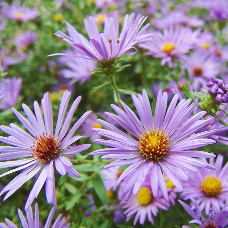 Raydon's Favorite Aromatic Aster, Aster oblongifolius | High Country ...