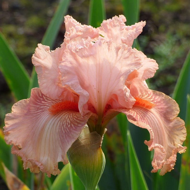 Augustine Bearded Iris, Iris germanica | High Country Gardens