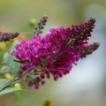 Buzz Hot Raspberry Butterfly Bush, Buddleia | High Country Gardens