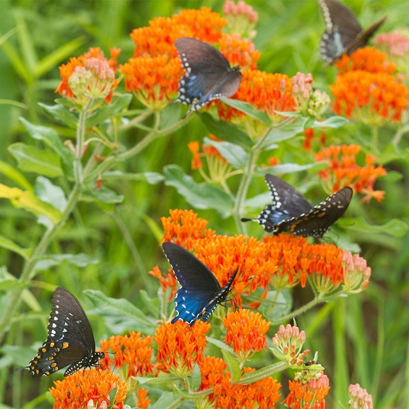 Butterfly Weed, Asclepias tuberosa | High Country Gardens