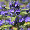 First Choice Caryopteris, Blue Mist Spirea | Compact Blue Late-Summer ...