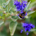 Dark Knight Caryopteris, Blue Mist Shrub | High Country Gardens