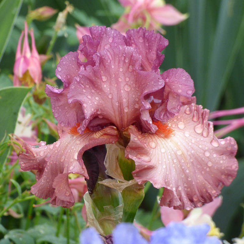 Code Red Bearded Iris | Bold Cranberry Red Blooms