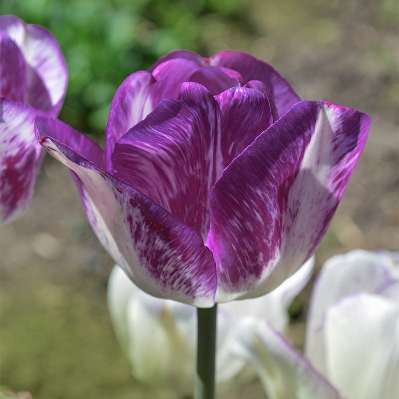 Colorado Proud Triumph Tulip | High Country Gardens