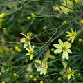 Moonbeam Tickseed, Coreopsis Moonbeam | High Country Gardens