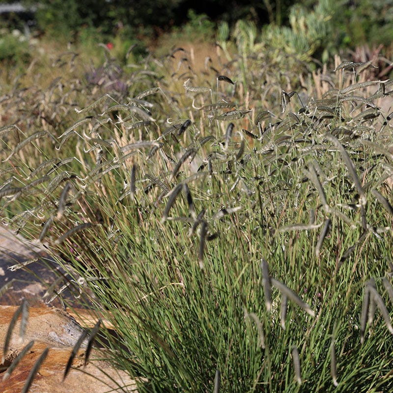 Freeda Caterpillar Grass | High Country Gardens