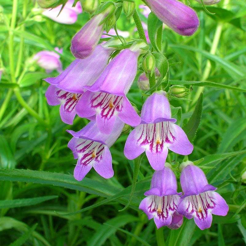 Shadow Mountain® Penstemon | Long-Blooming Hybrid