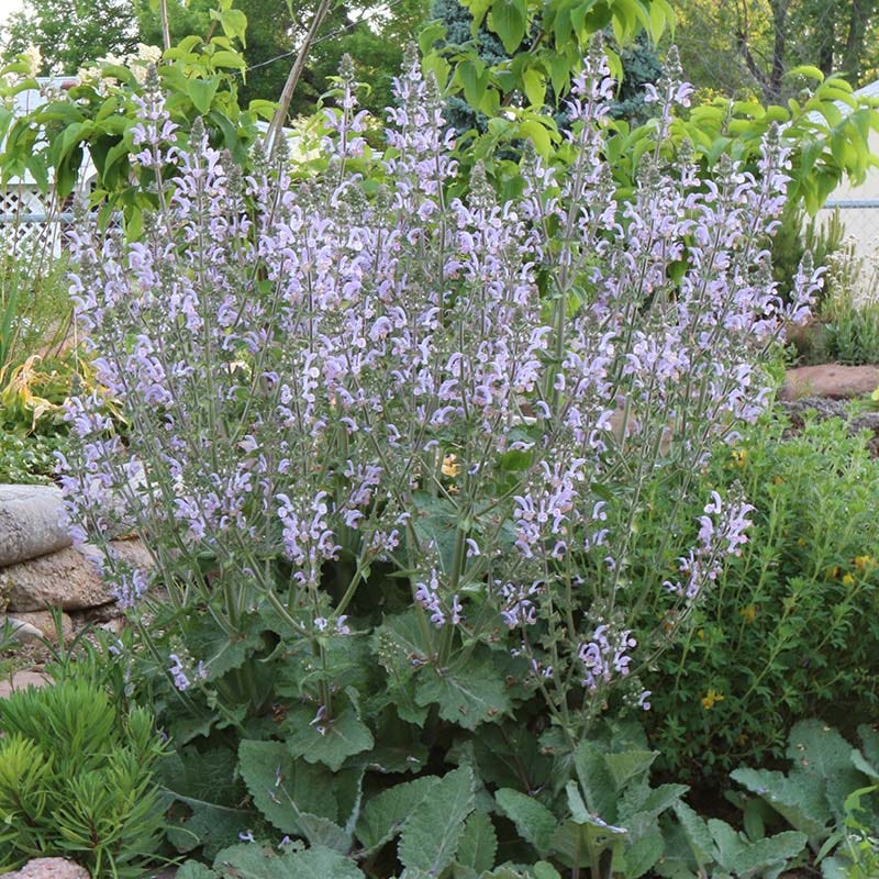 Shangri-la Salvia | High Country Gardens