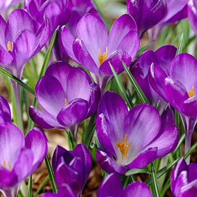 Tommasini's Ruby Giant Crocus Bulbs, Crocus tommasinianus | High ...