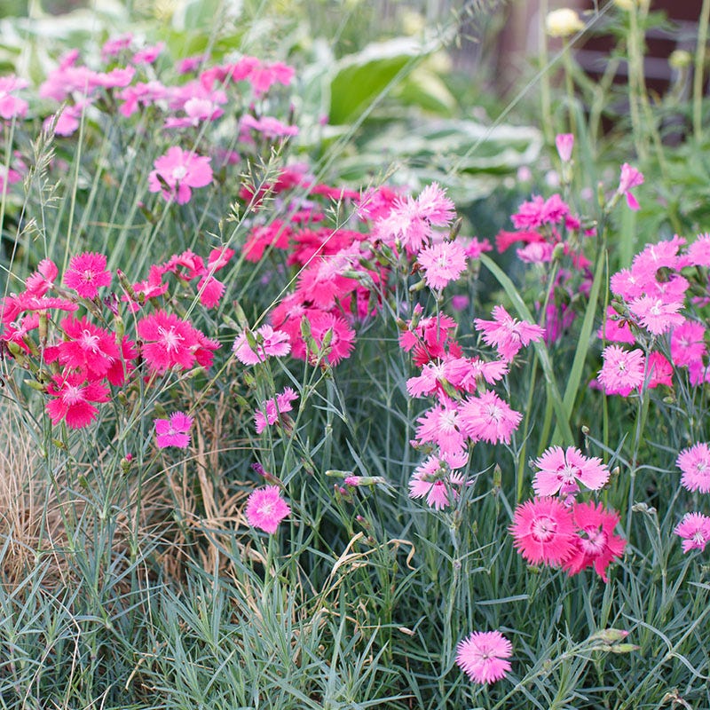 Spring Beauty Dianthus Mix | High Country Gardens