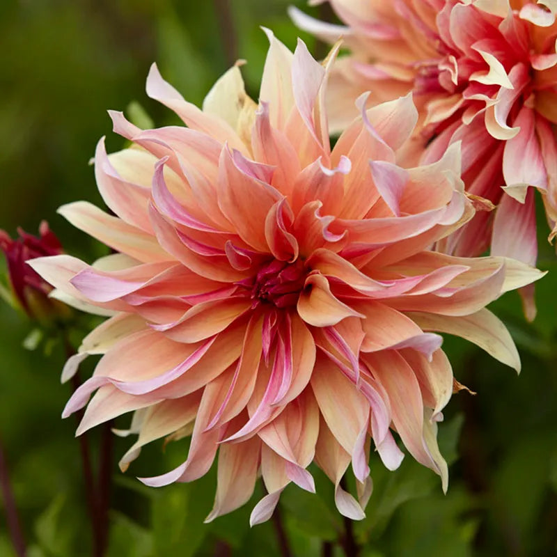 Labyrinth Dinnerplate Dahlia | 8–10" Watercolor Blooms