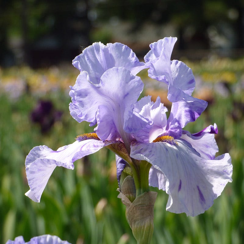 Elainealope Reblooming Bearded Iris, Iris germanica | High Country Gardens