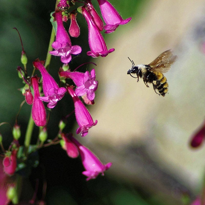 Coconino County Desert Penstemon, Beardtongue | High Country Gardens