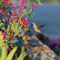Coconino County Desert Penstemon, Beardtongue | High Country Gardens