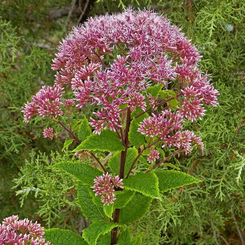 Eupatorium maculatum 'Dwarf Red' | Compact Joe Pye Weed For Pollinators