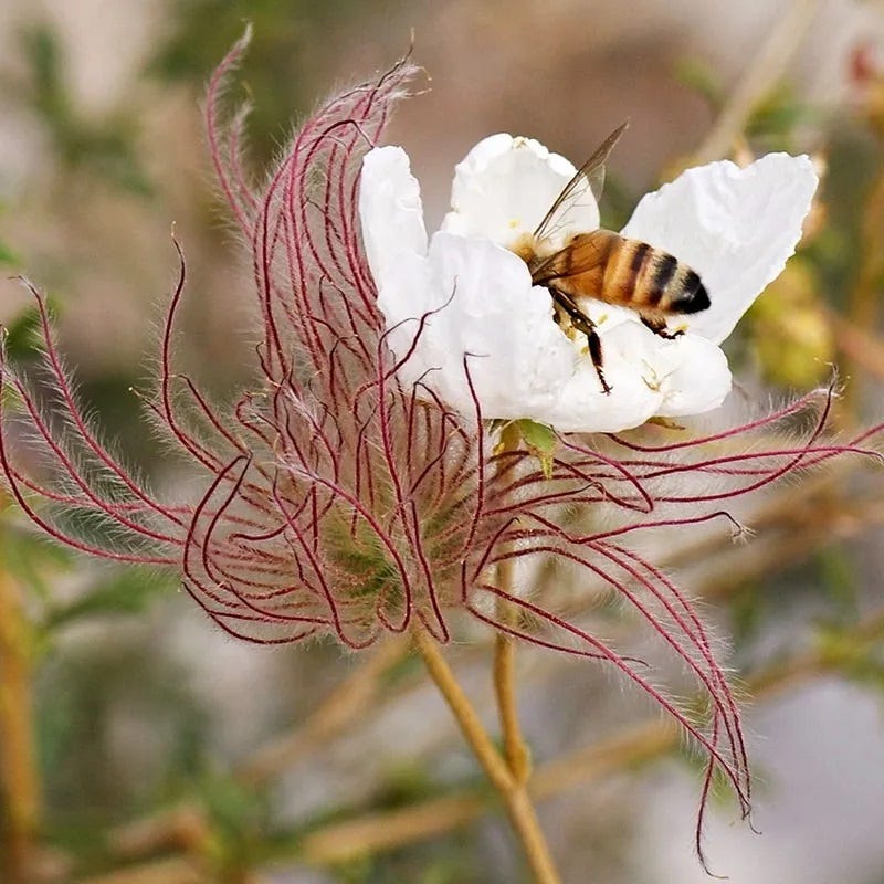 Apache Plume, Fallugia paradoxa | Showy Native Shrub