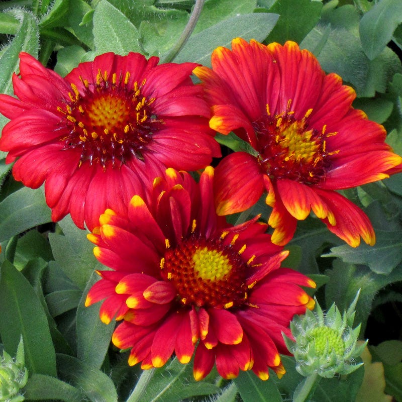 blanket flower