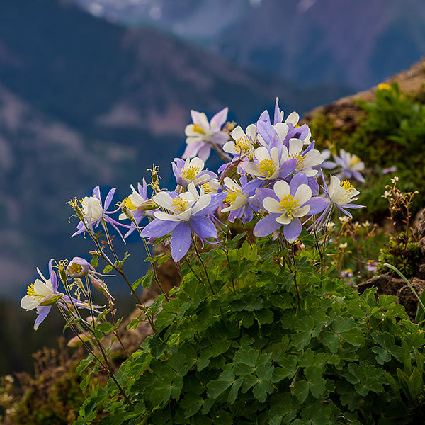 Compact Creeping Germander, Teucrium chamaedrys Prostratum | High ...