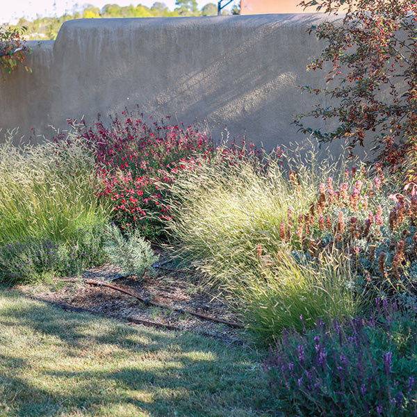 Compact Creeping Germander, Teucrium chamaedrys Prostratum | High ...
