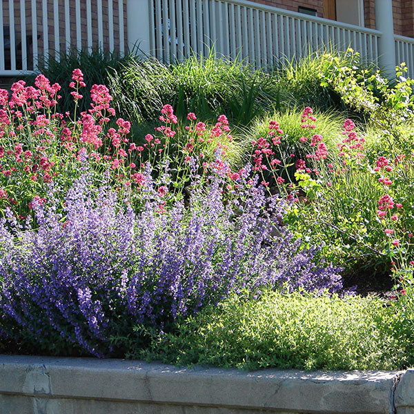 Compact Creeping Germander, Teucrium chamaedrys Prostratum | High ...