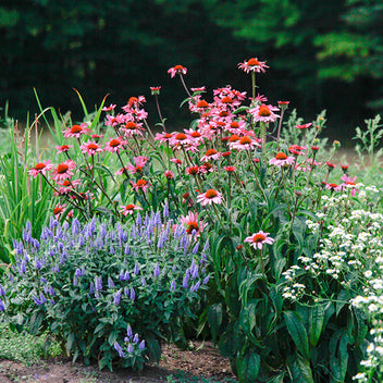 Compact Creeping Germander, Teucrium chamaedrys Prostratum | High ...
