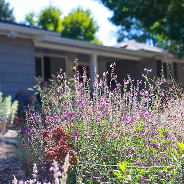 Compact Creeping Germander, Teucrium chamaedrys Prostratum | High ...