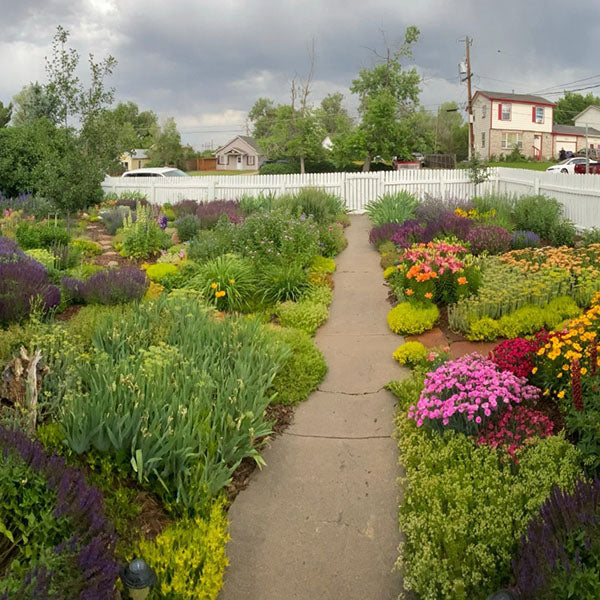 Compact Creeping Germander, Teucrium chamaedrys Prostratum | High ...