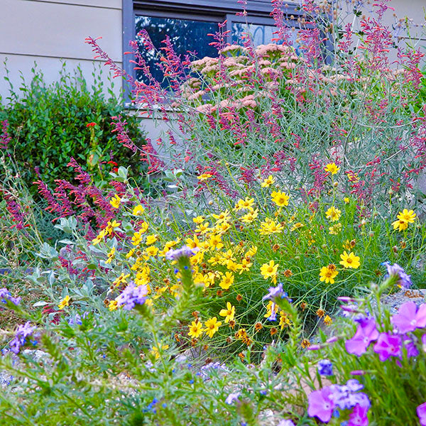 Compact Creeping Germander, Teucrium chamaedrys Prostratum | High ...