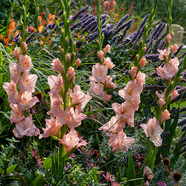 Compact Creeping Germander, Teucrium chamaedrys Prostratum | High ...