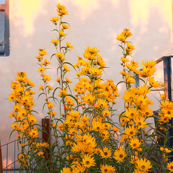 Compact Creeping Germander, Teucrium chamaedrys Prostratum | High ...