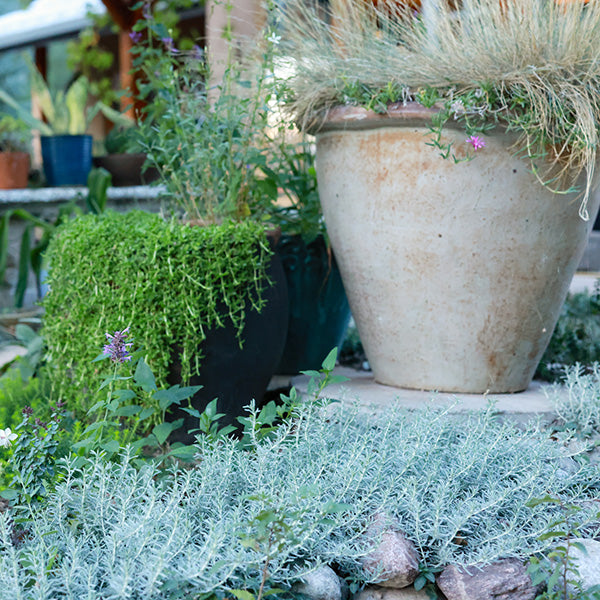 Compact Creeping Germander, Teucrium chamaedrys Prostratum | High ...