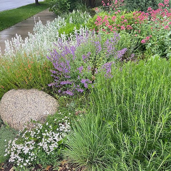 Compact Creeping Germander, Teucrium chamaedrys Prostratum | High ...